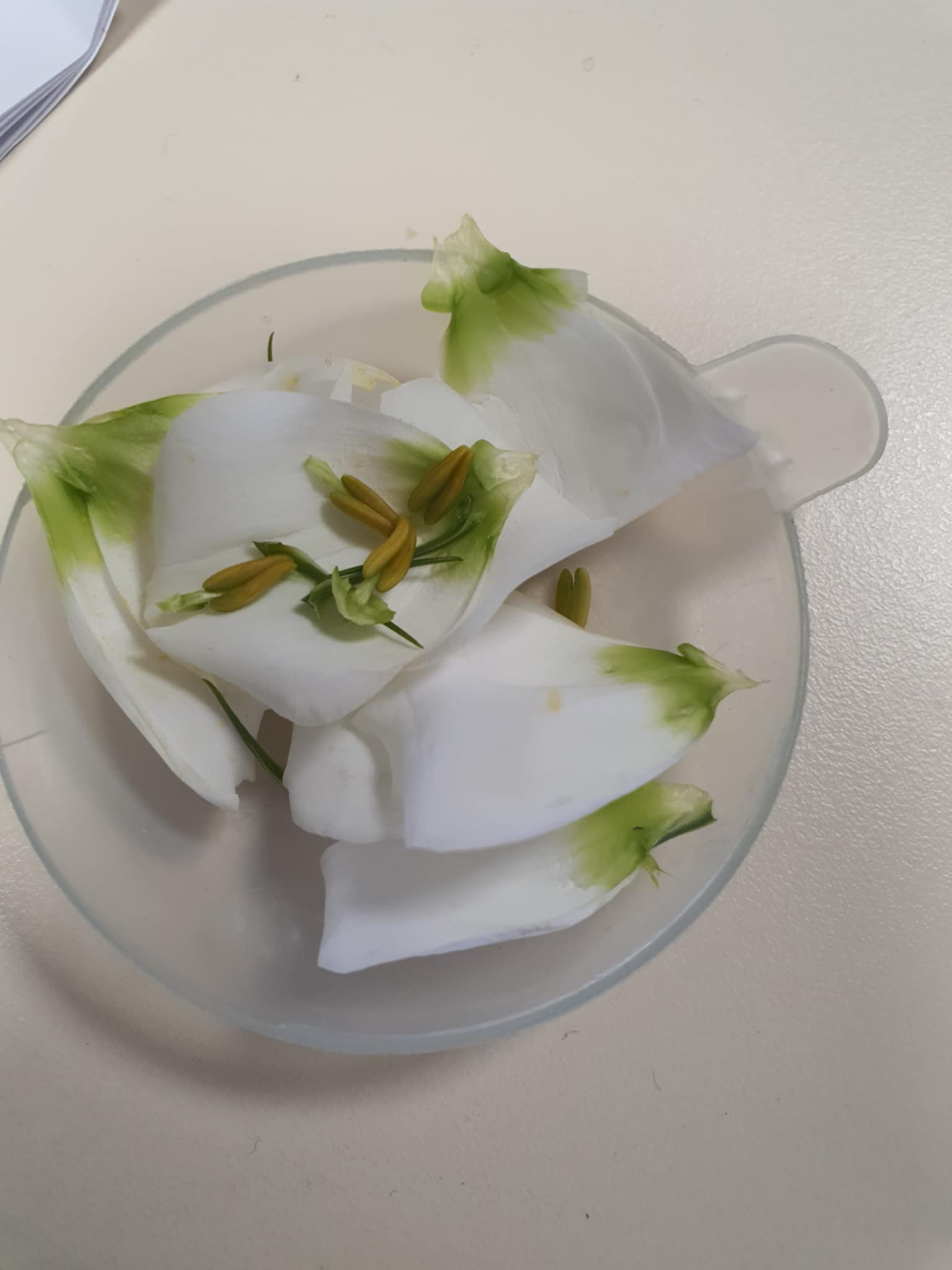 Didactique des sciences - Tronc commun de Master 2 MEEF: des ...